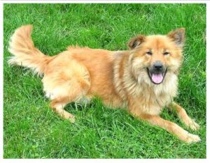 Keras Implementation of ResNet-50 (Residual Networks) Architecture from ...