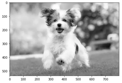 4 Ways To Convert Image To Grayscale In Python Using Skimage Pillow 