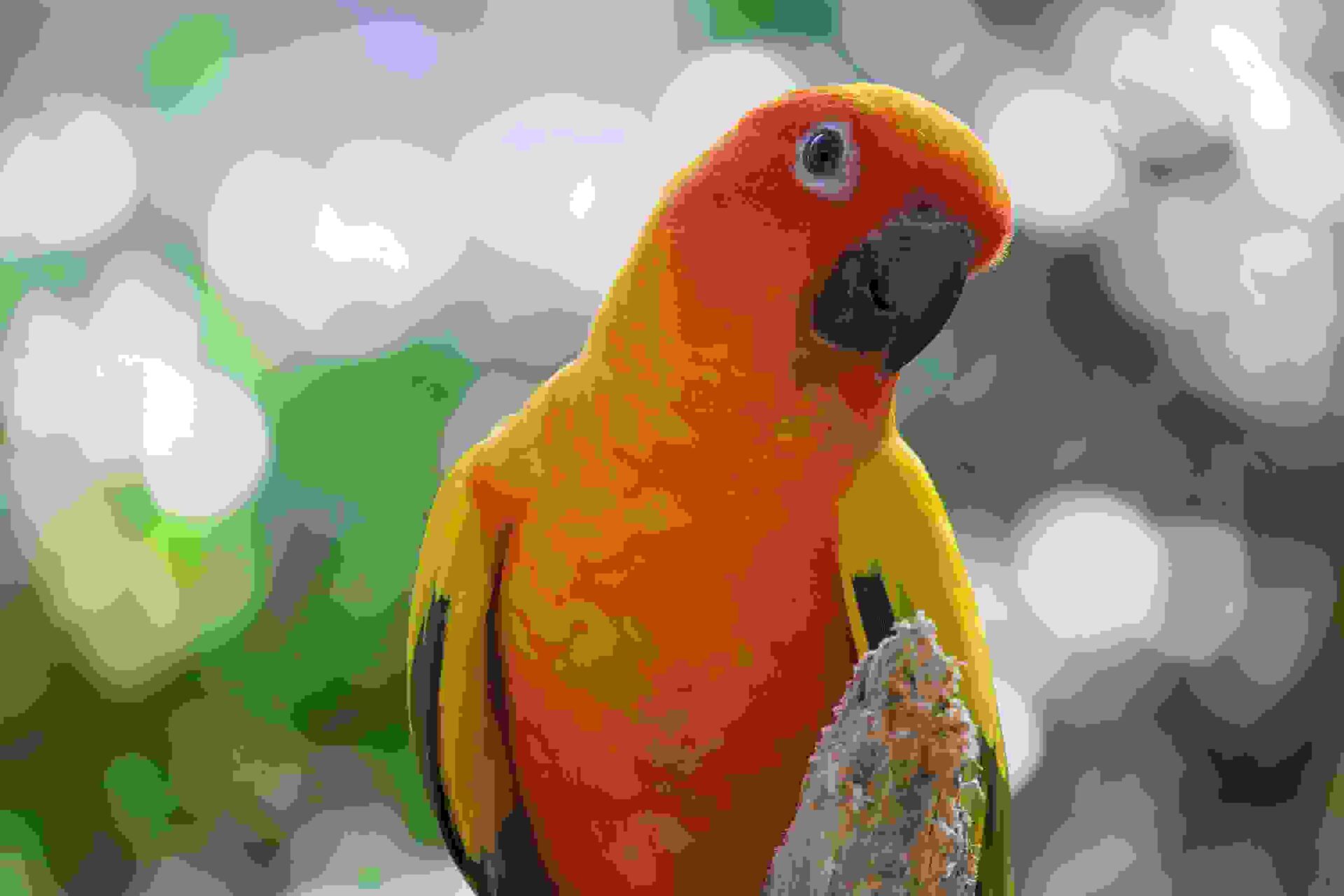 Tips and Tricks of OpenCV cv2.imwrite() that Nobody Told You - MLK ...