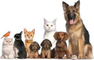 Tips and Tricks of OpenCV cv2.imread() That You Did Not Know - MLK ...