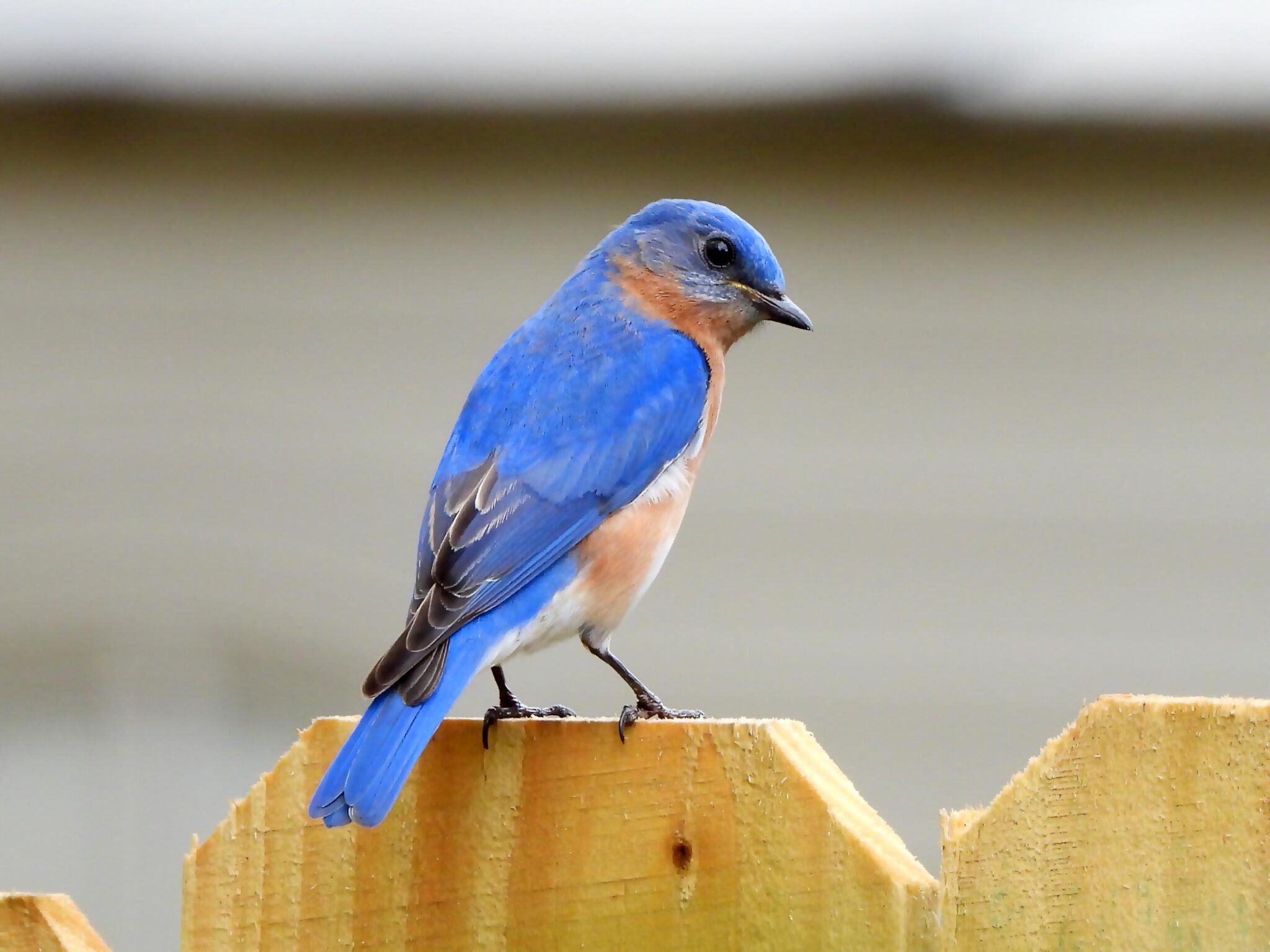 GPT-4 Demos and Examples That Will Leave You Speechless | Includes ...