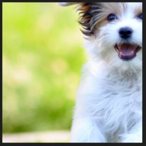 4 Ways to Crop Image in Python using NumPy, Pillow and OpenCV - MLK - Machine Learning Knowledge